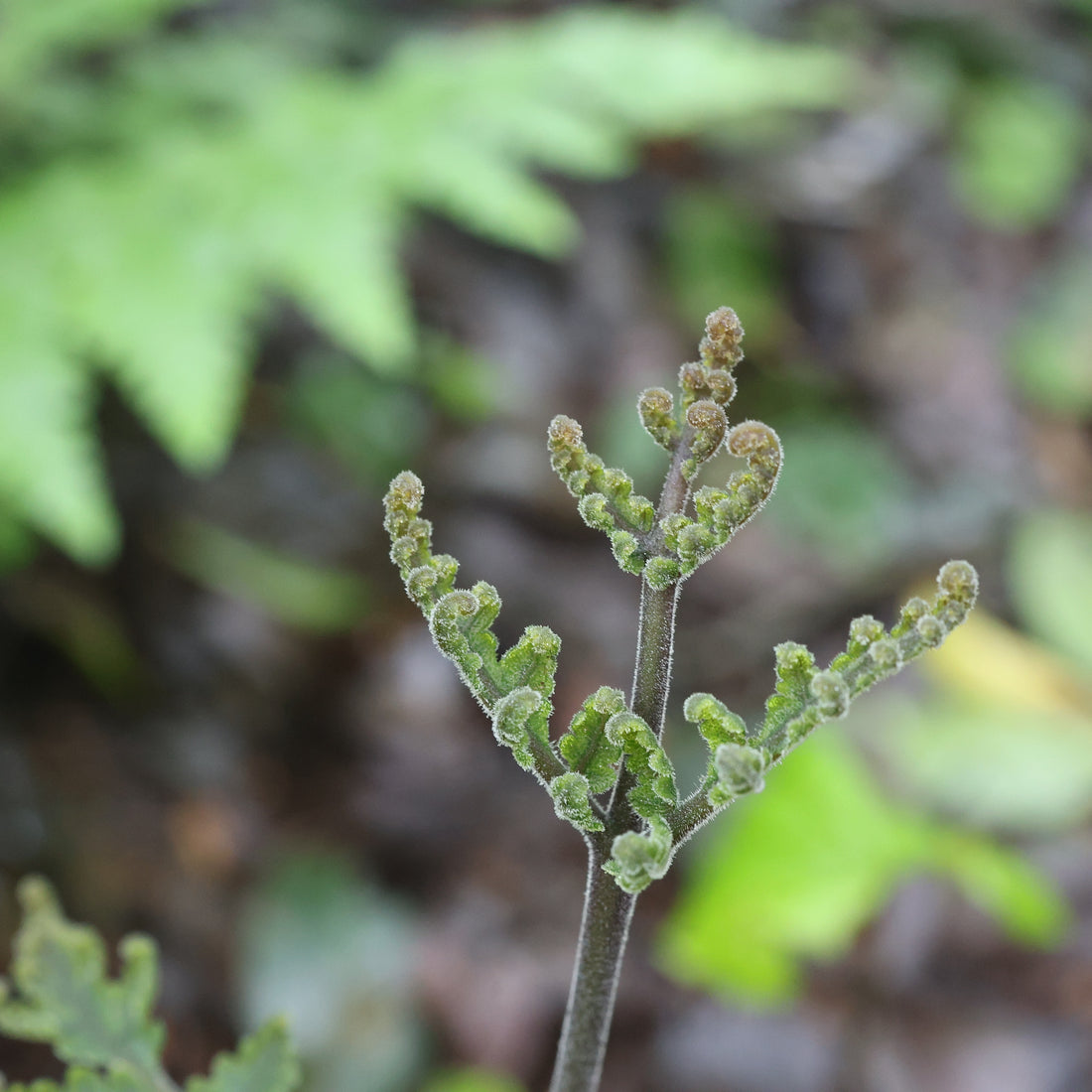 Fiddlehead Fern / Kombda / कोंबडा / Lingura / लिंगुरा / Diplazium escu ...