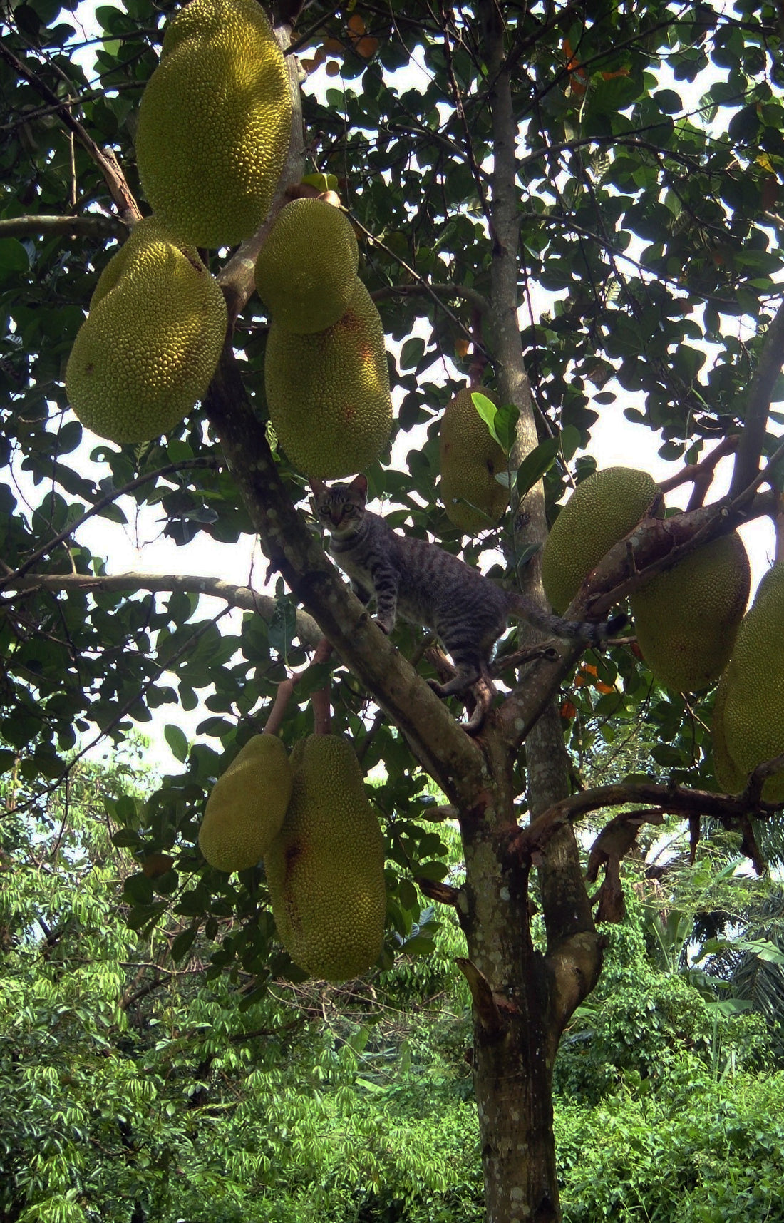 Fanas / फणस / Jackfruit / Artocarpus heterophyllus – OOO Farms