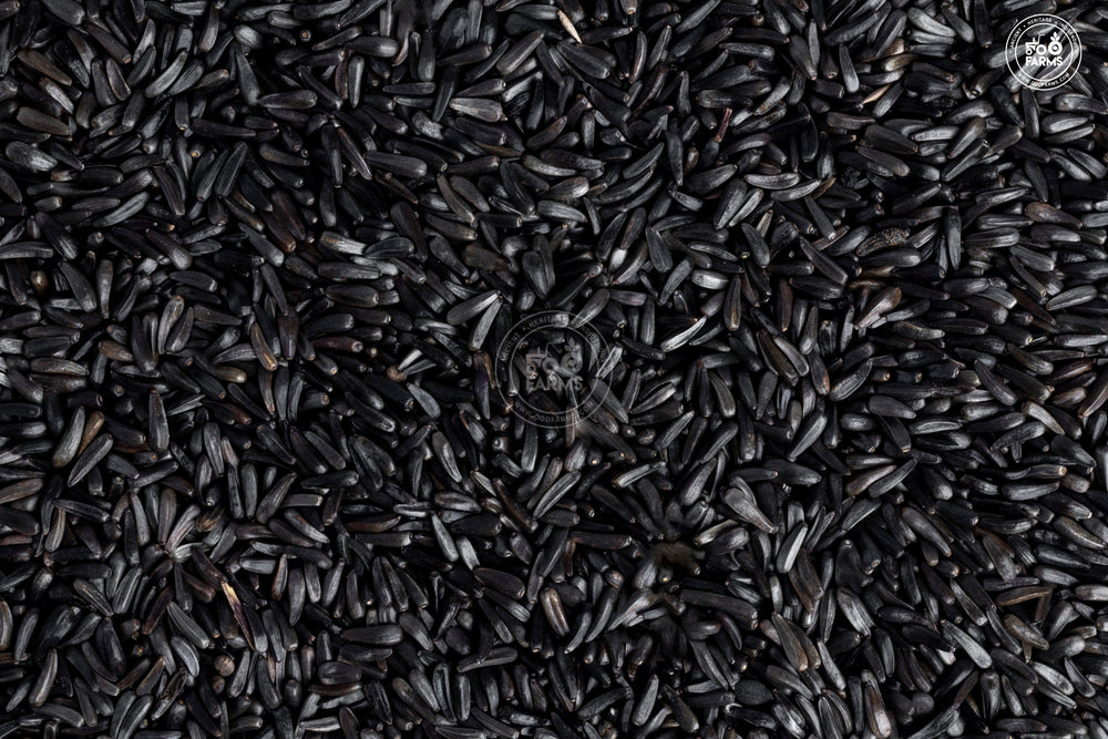 Niger Seed / रामतिल / खुरासणी – OOO Farms